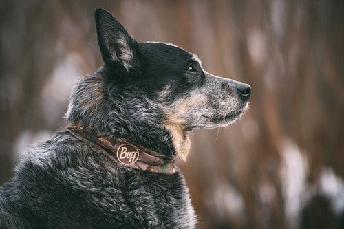 Buff Sport - Dogs – Out Wear store